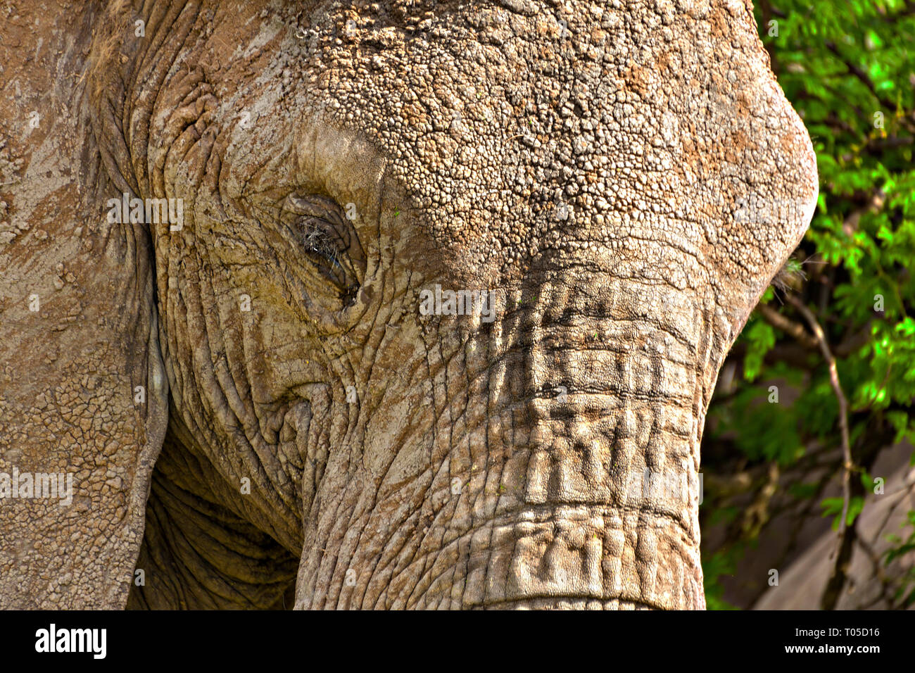 Bull elephant eye hi-res stock photography and images - Alamy