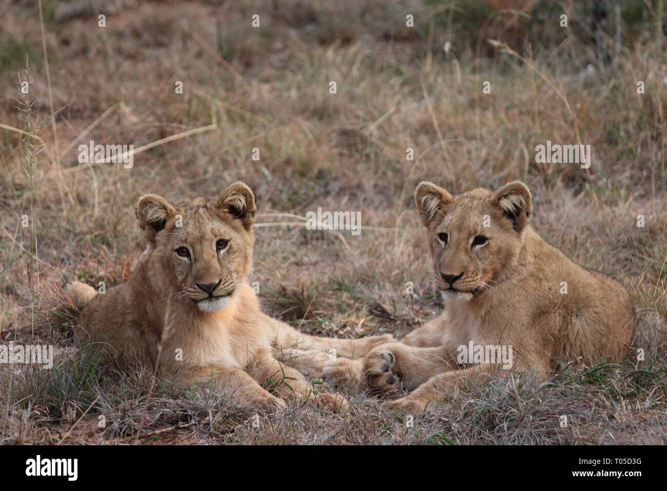 Mighty animals of africa Stock Photo - Alamy