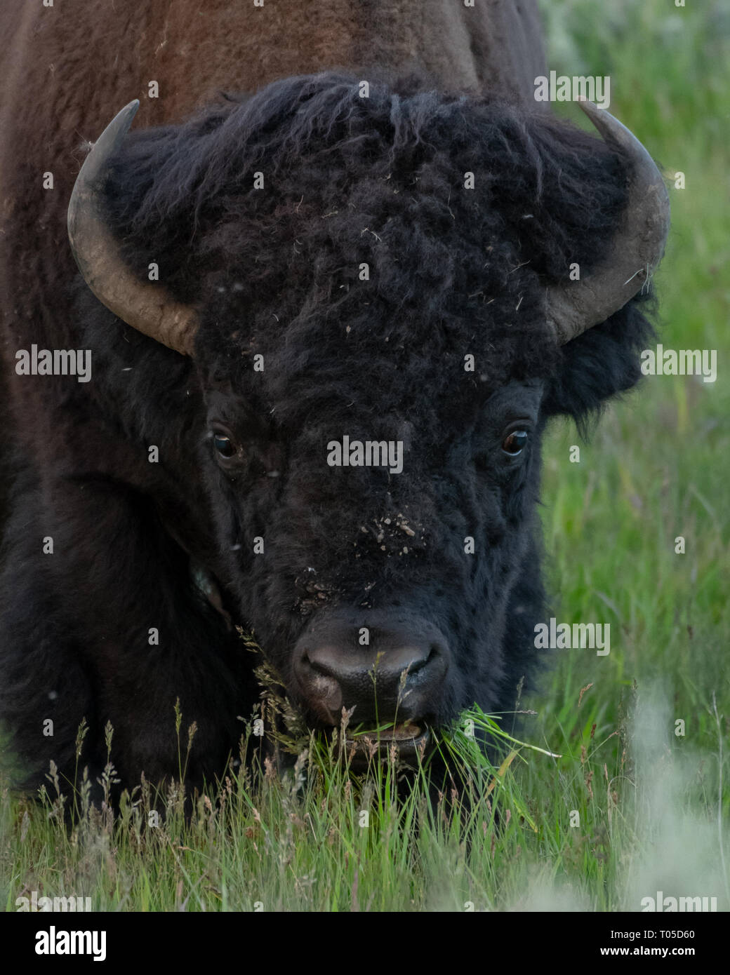 Damaged vertical face hi-res stock photography and images - Alamy