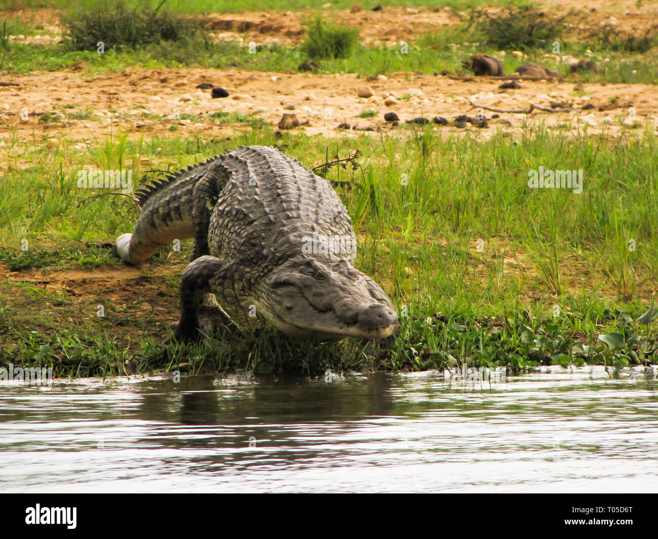 Nile croc hi-res stock photography and images - Alamy
