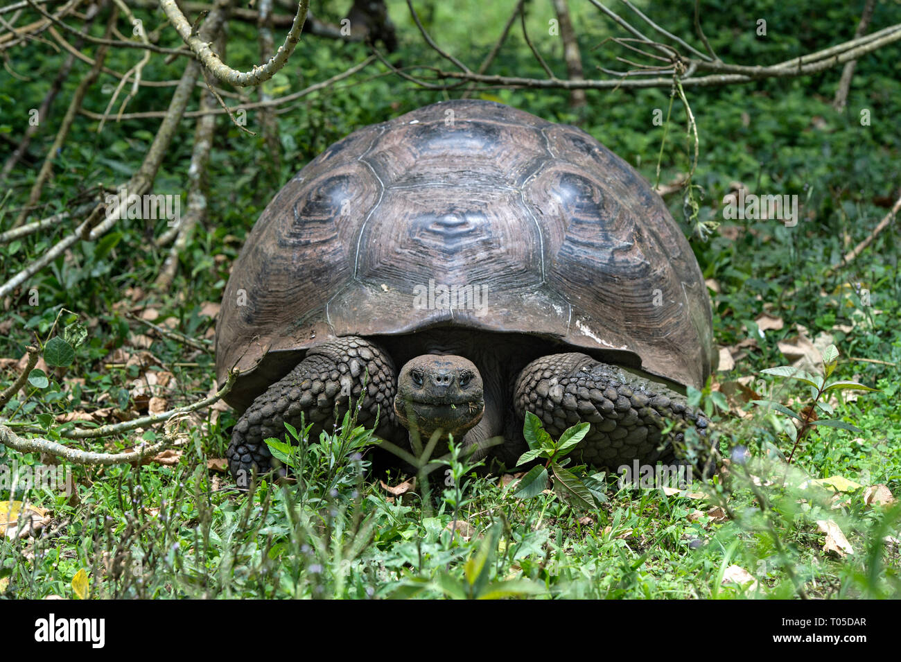 Chelonoidis sp hi-res stock photography and images - Alamy