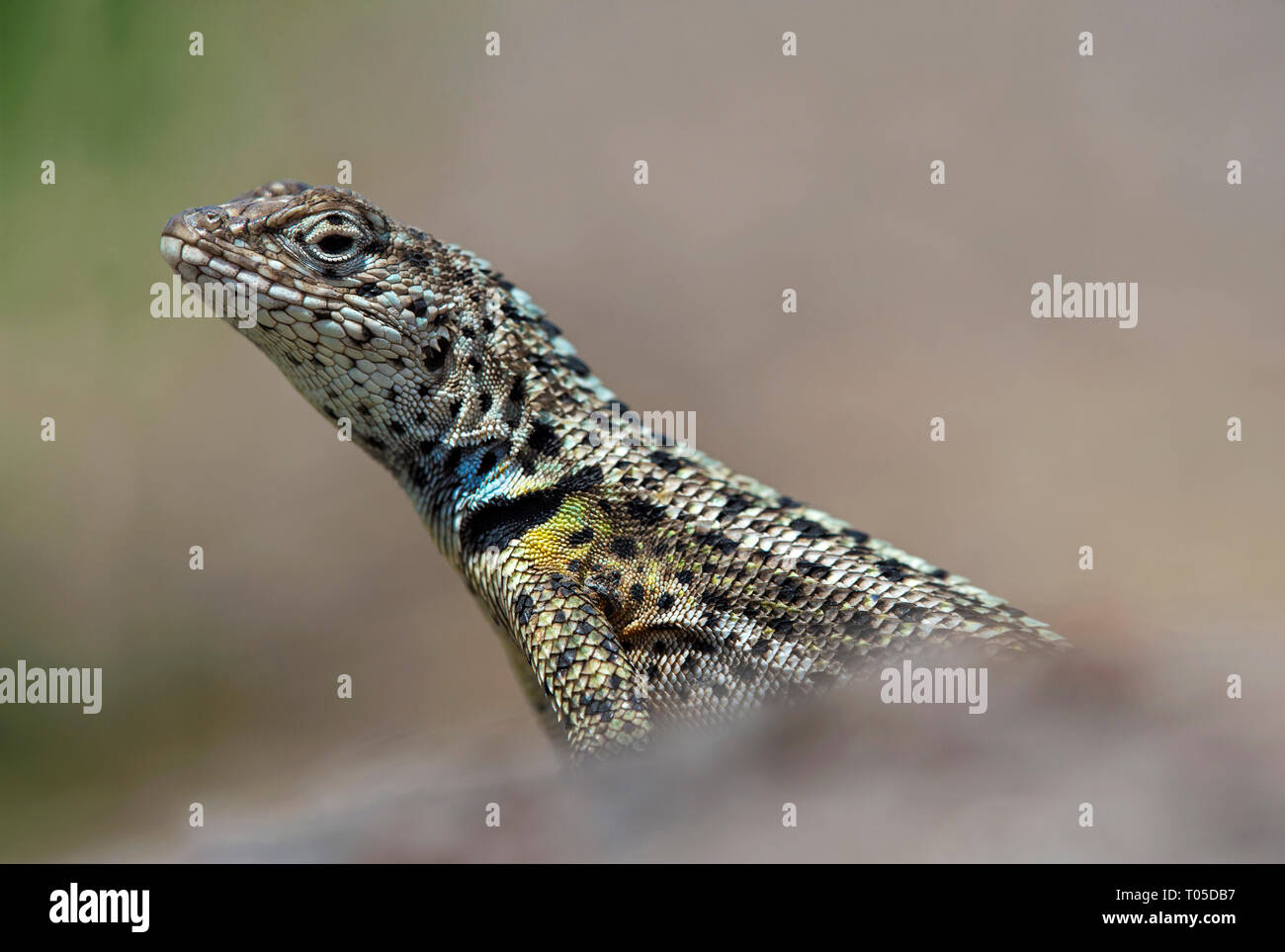 Male floreana lava lizard microlophus hi-res stock photography and ...