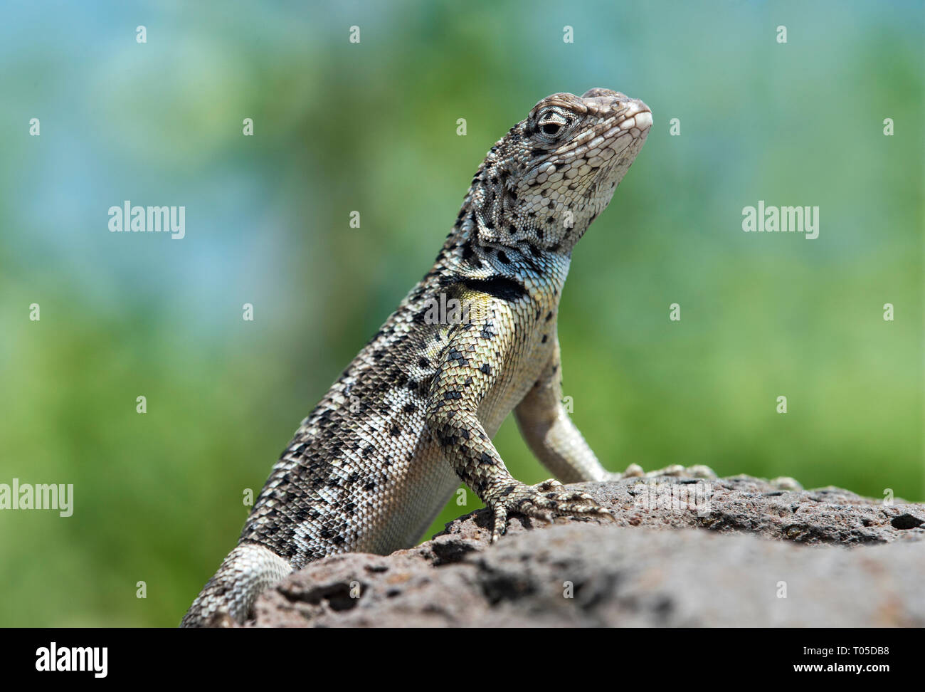 Male, Lava Lizard ( (Microlophus grayii), an endemic species on ...