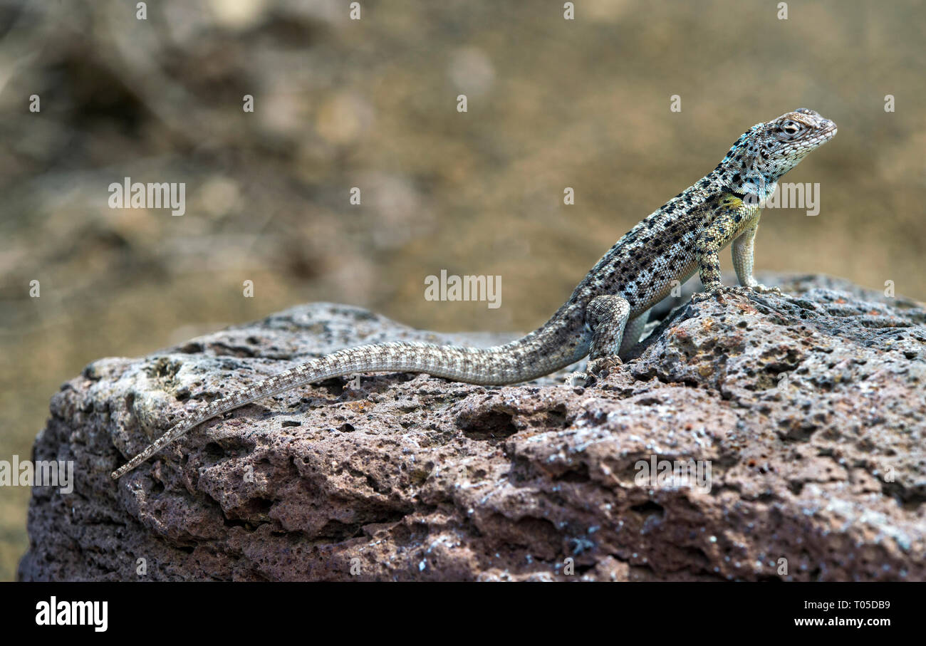 Male, Lava Lizard ( (Microlophus grayii), an endemic species on ...
