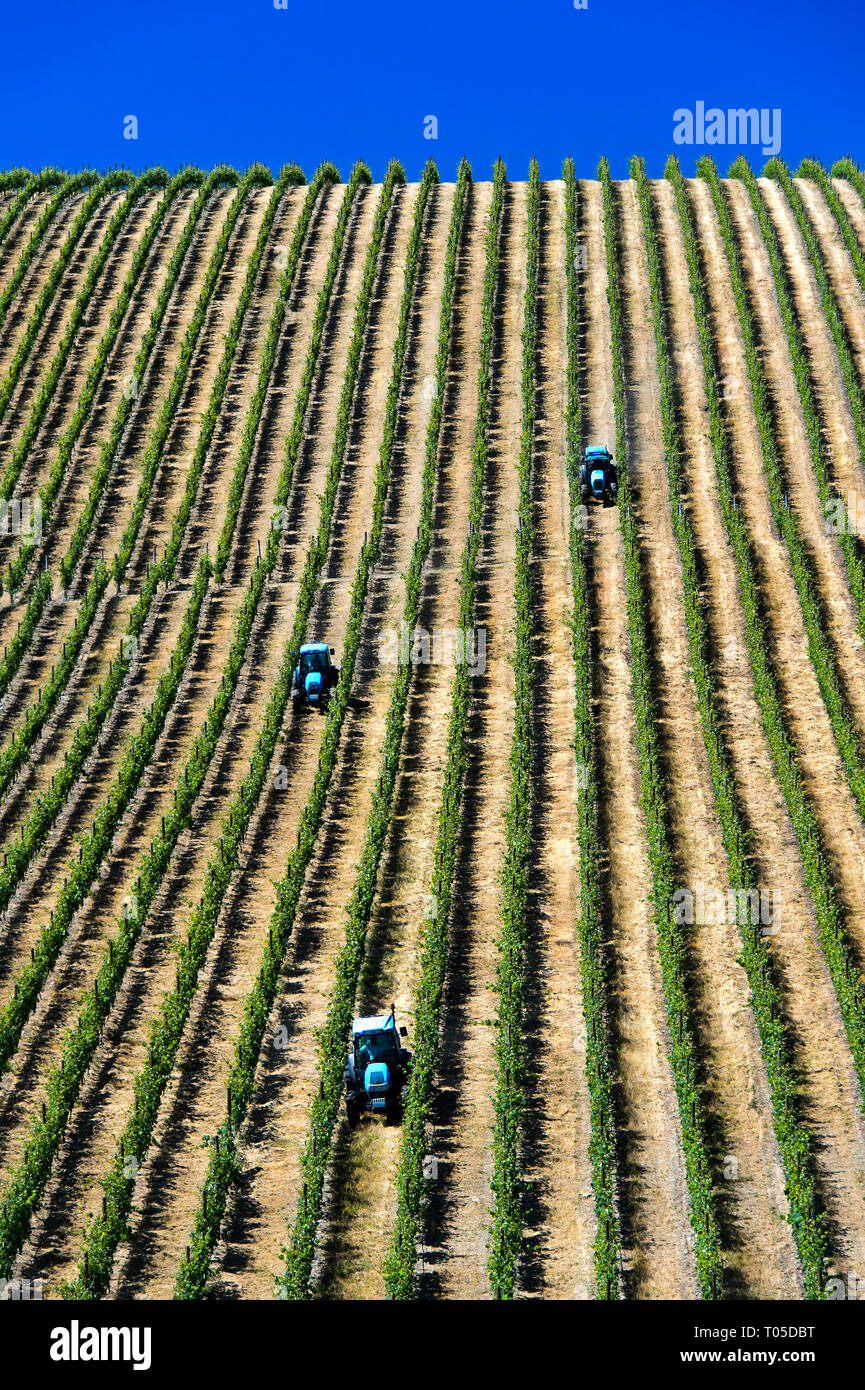Mechanized fieldwork with tractor in Vineyard with vertical vine rows ...