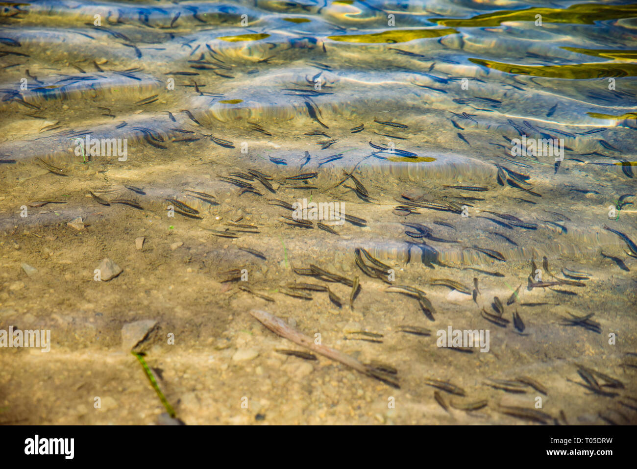 little fish in clear transparent river water close up Stock Photo - Alamy