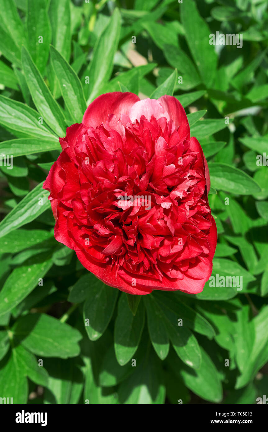 Garden red peonies hi-res stock photography and images - Alamy