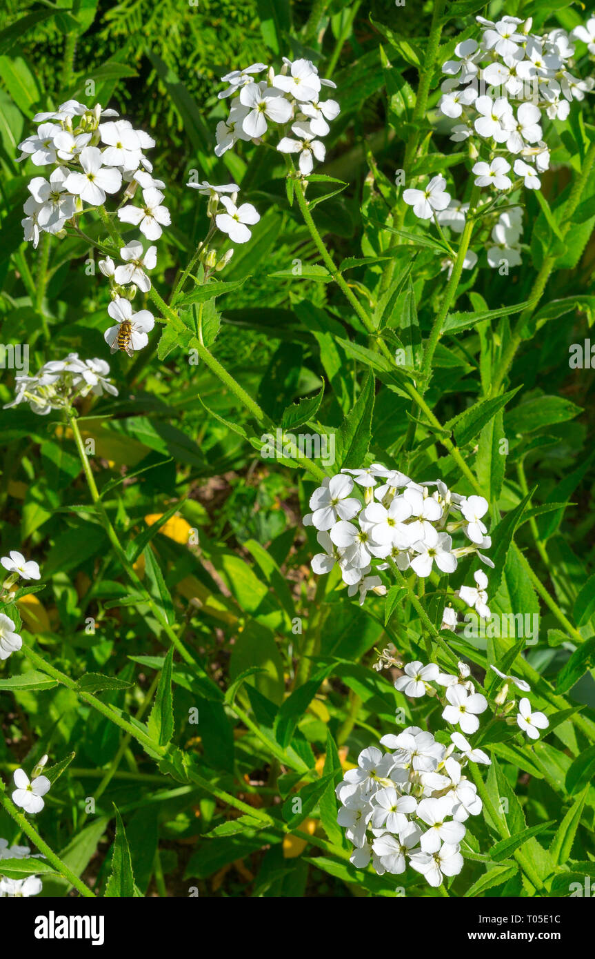Sweet Rocket Hesperis matronalis Stock Photo - Alamy