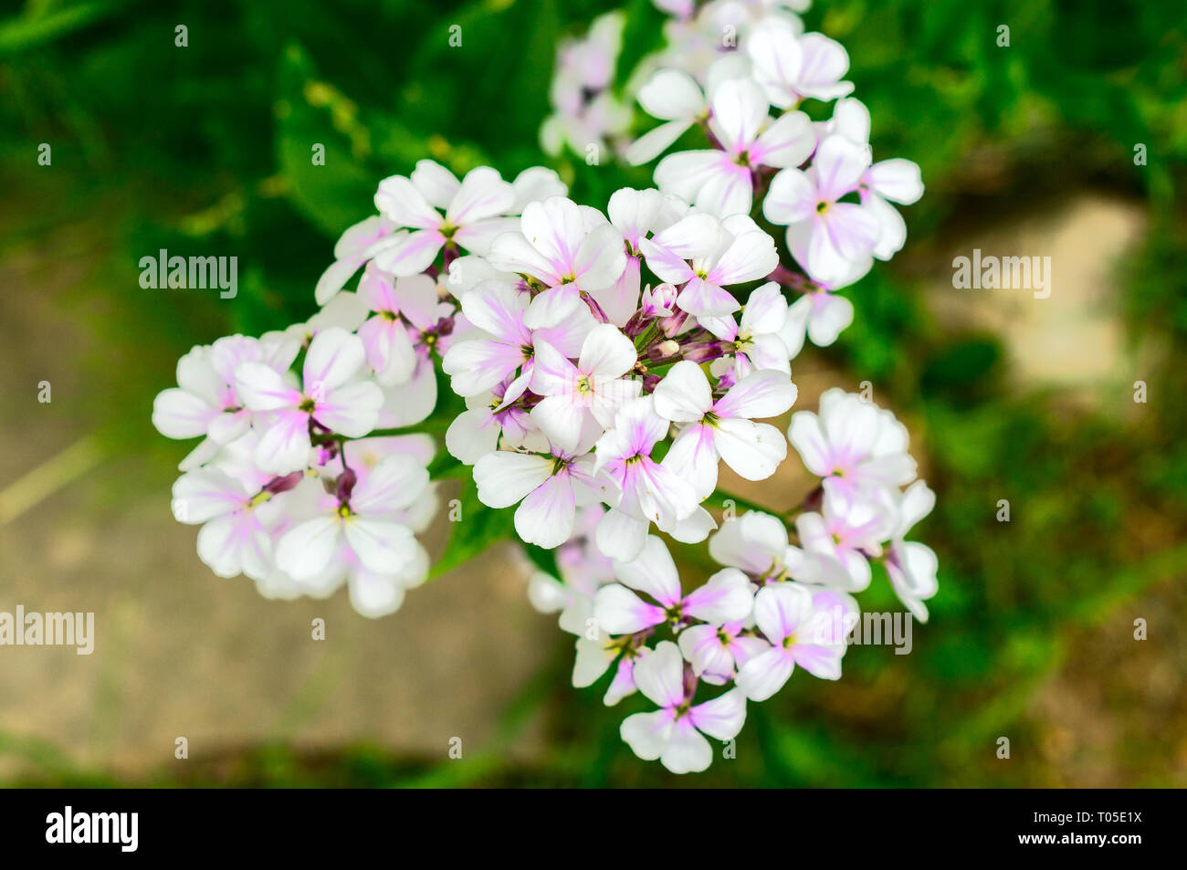 Closeup on purple gilliflower Hesperis matronalis Stock Photo - Alamy