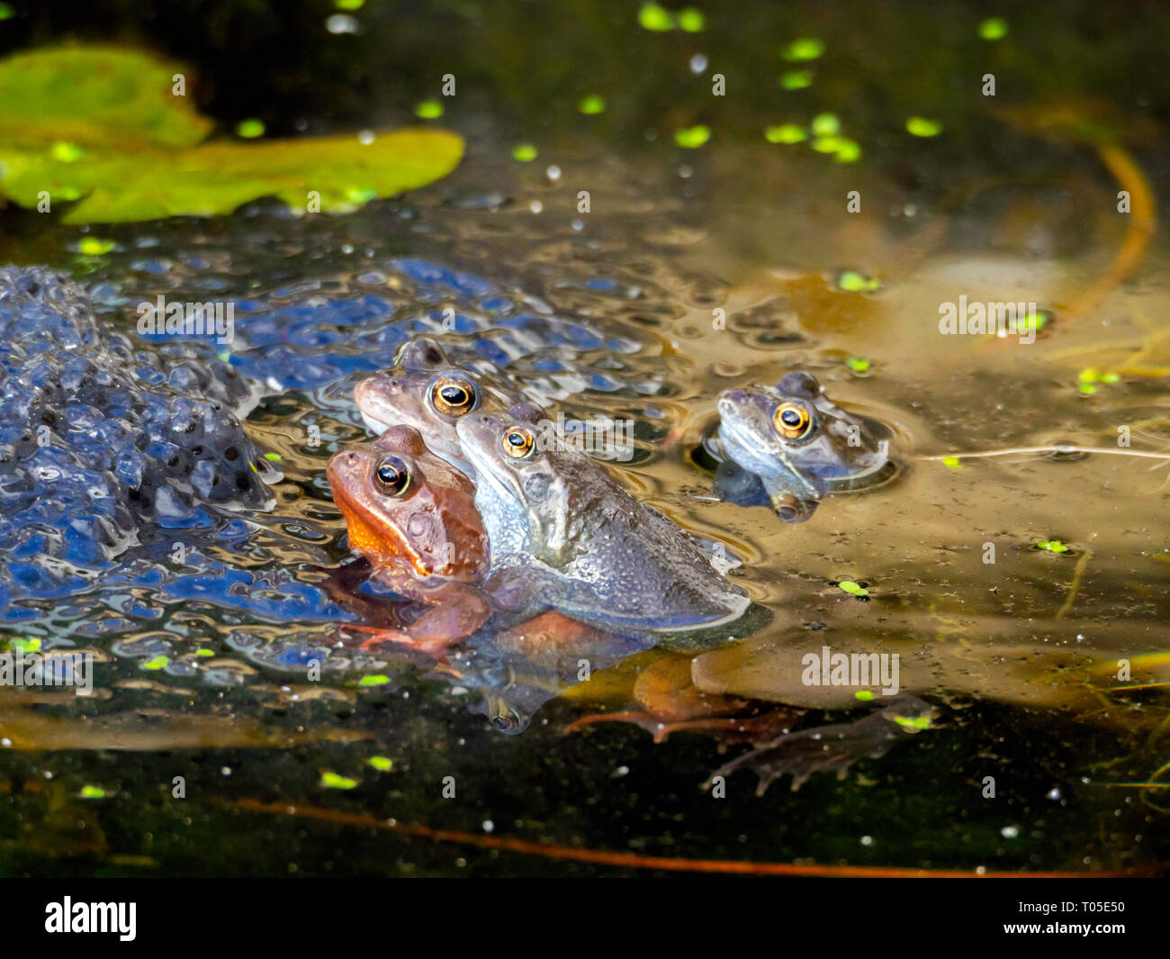 Mating in spring hi-res stock photography and images - Alamy