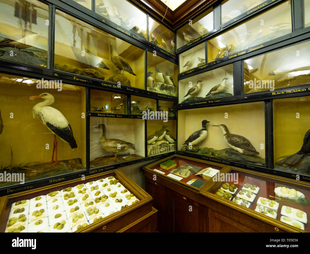 Dorman Memorial Museum Middlesbrough detail of the Thomas Nelson Room a ...