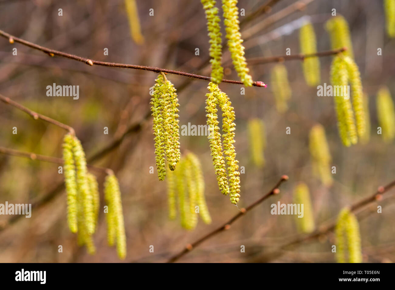 Alder tree hi-res stock photography and images - Alamy