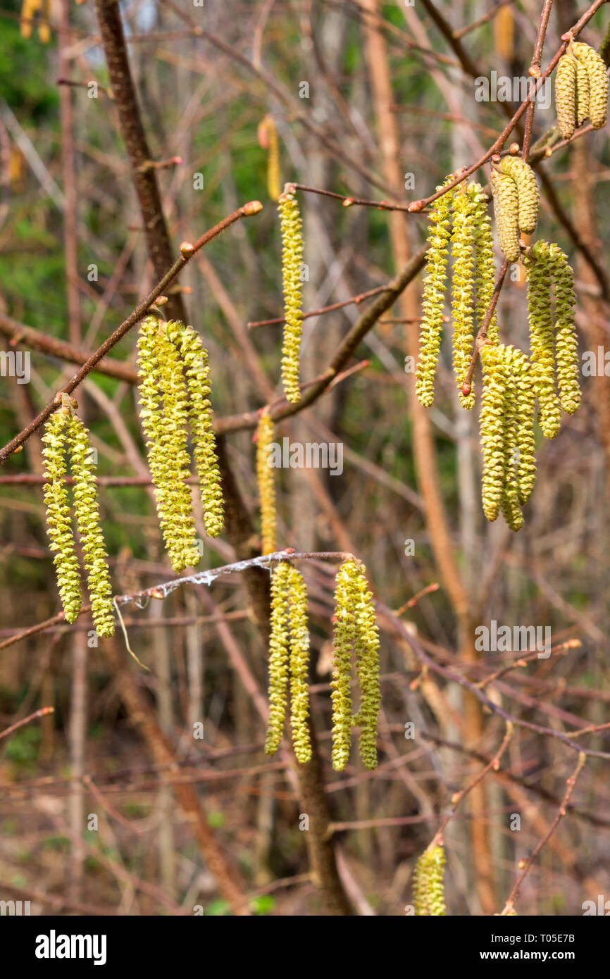 Alder tree hi-res stock photography and images - Alamy