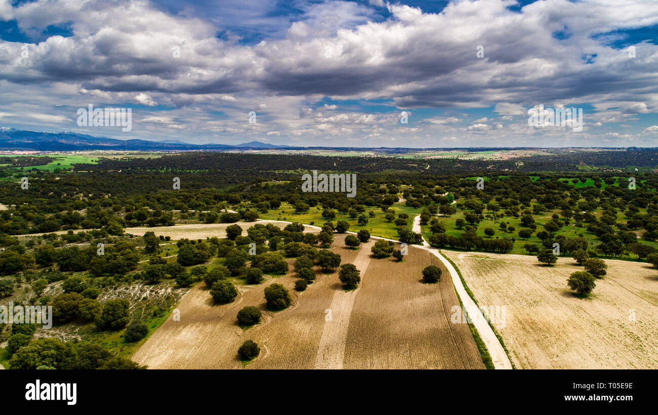 Aerial view oak tree hi-res stock photography and images - Alamy