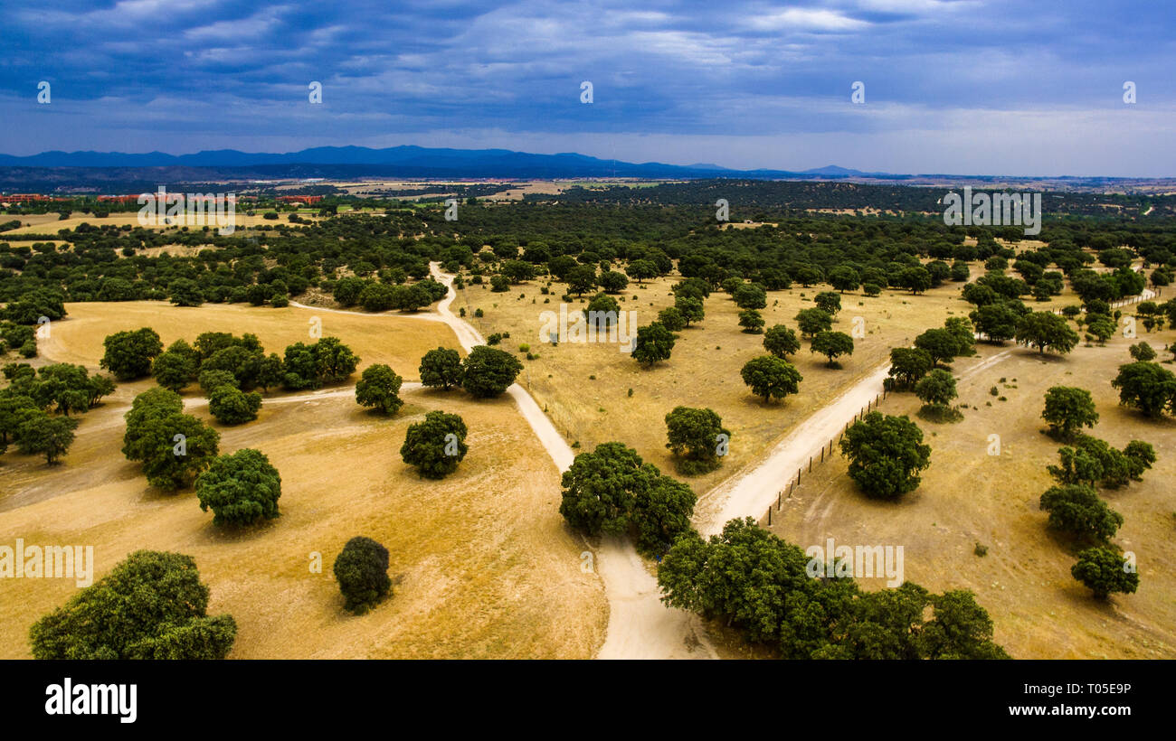 aerial view of oak forests Stock Photo - Alamy