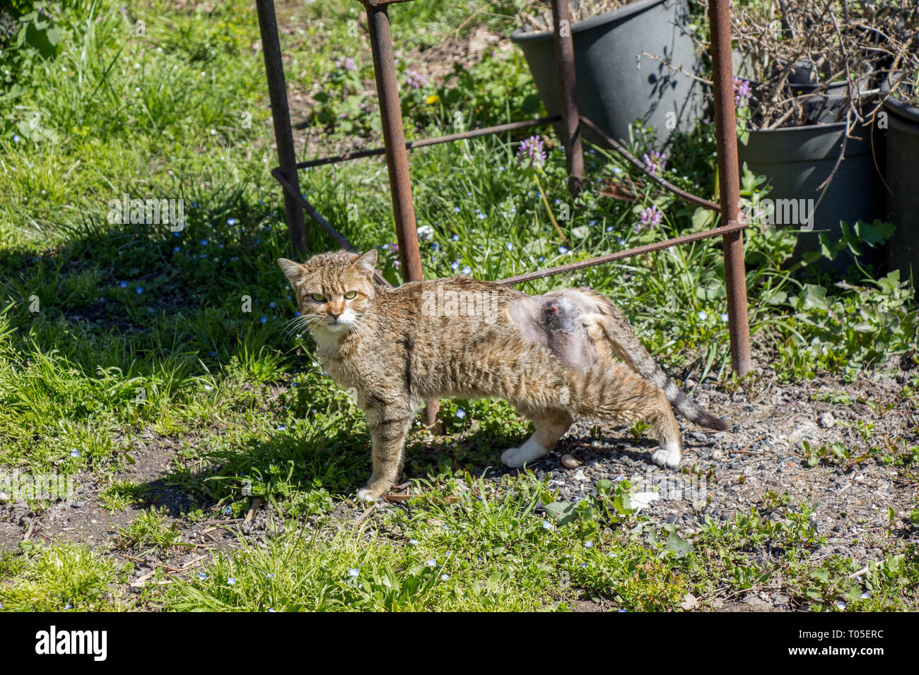 Stray cat in the street Stock Photo - Alamy