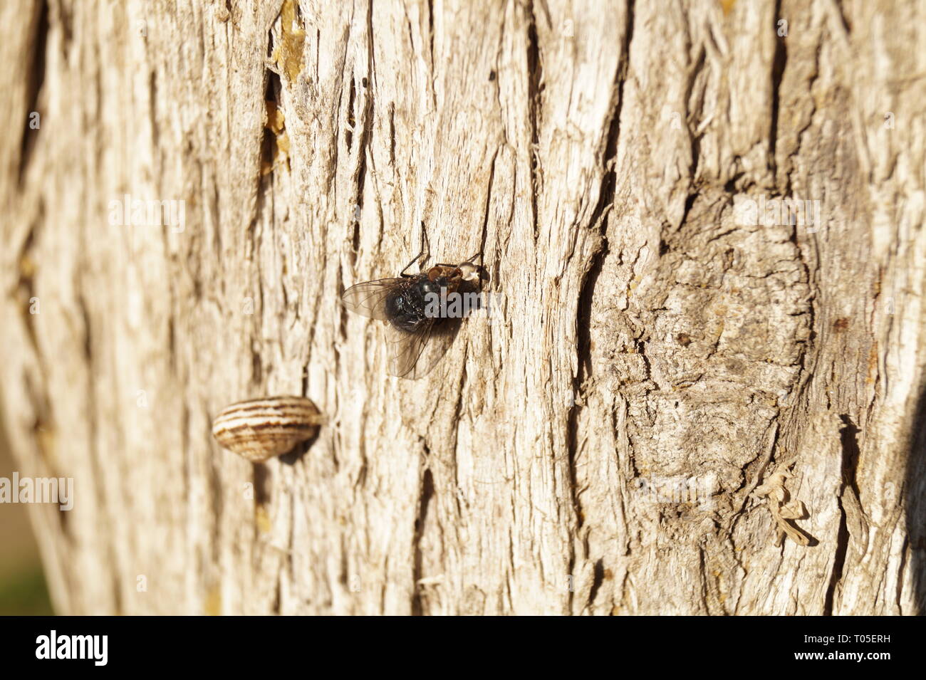 Fly on a tree Stock Photo - Alamy