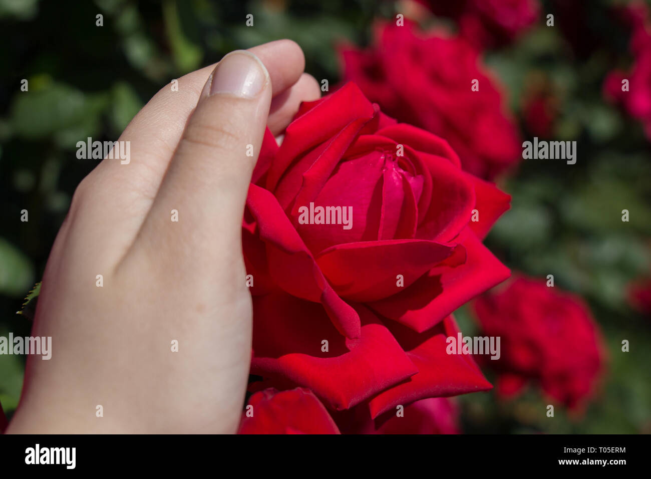 Hand holding rose bloom in in the garden Stock Photo - Alamy