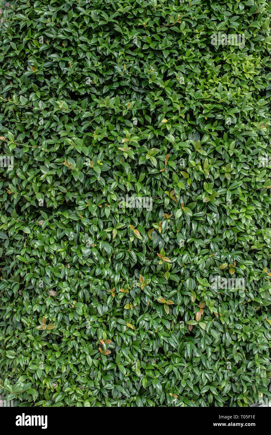 Green leaves hanging on a wall on display Stock Photo - Alamy