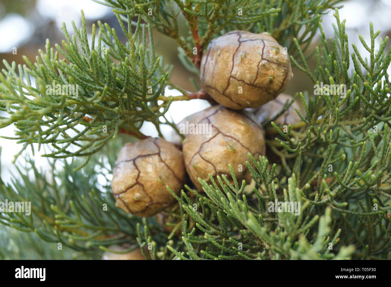 Cypress leaves hi-res stock photography and images - Alamy