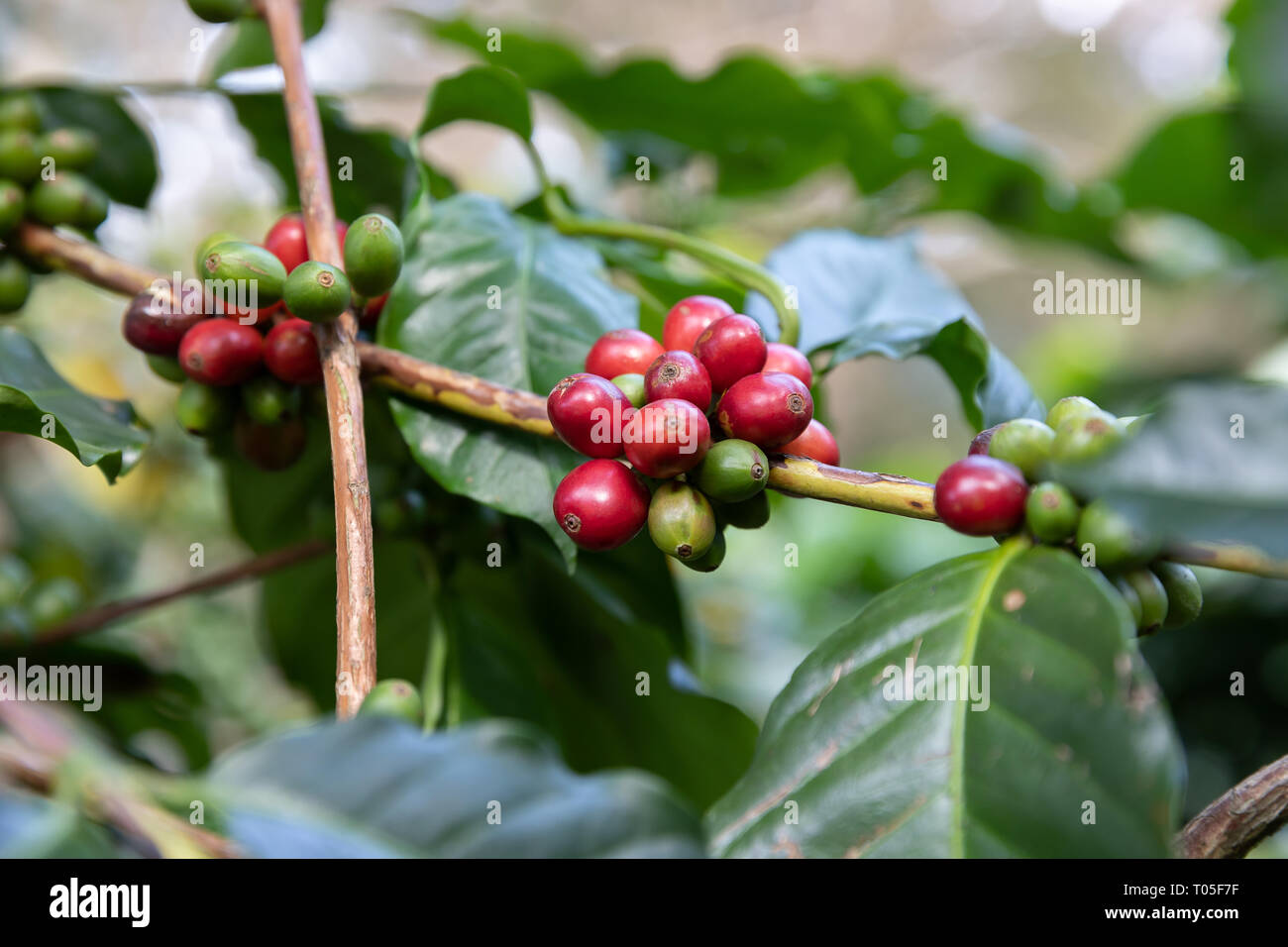 Ecuador coffee work hi-res stock photography and images - Alamy
