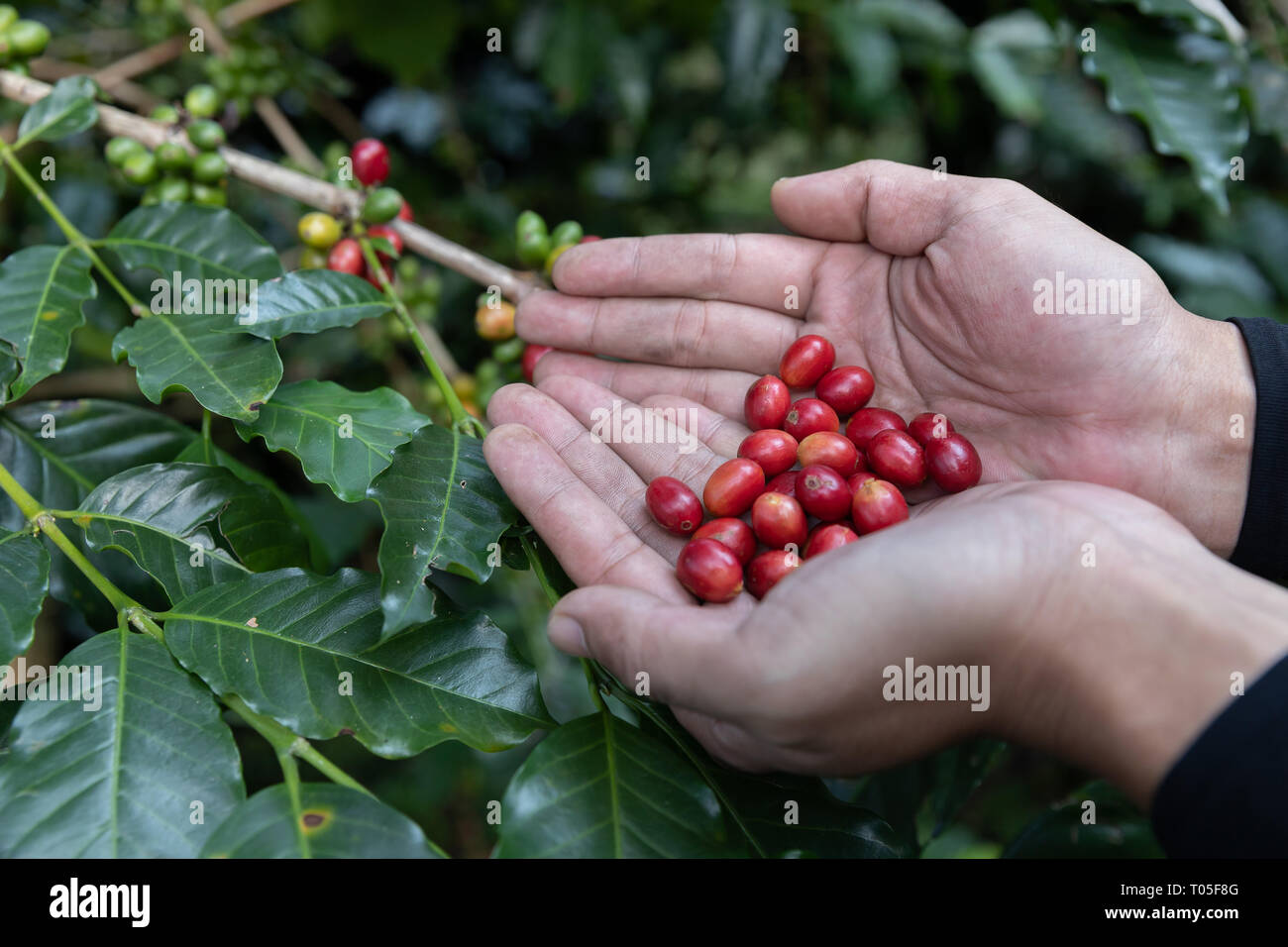 Hand holding ripe coffee bean,Worker harvest Arabica Coffee Bean from ...