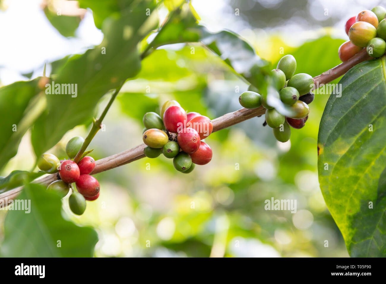 Ecuador coffee work hi-res stock photography and images - Alamy