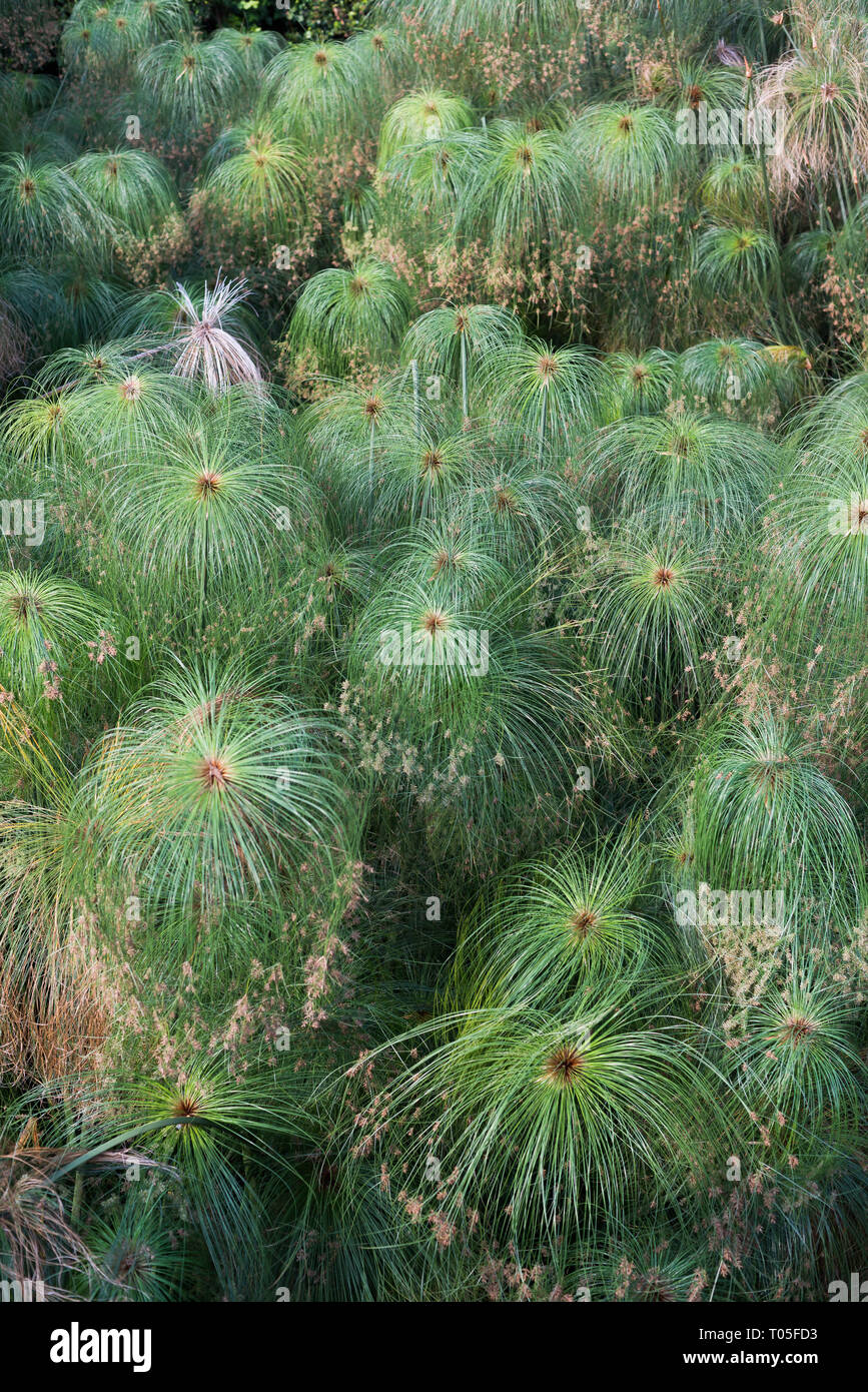 Plants vertical view hi-res stock photography and images - Alamy