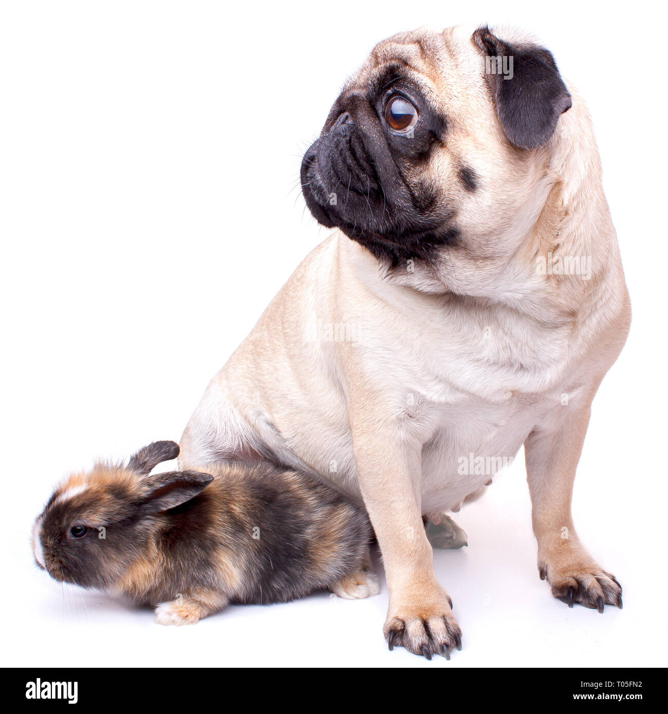 Very sad pug and rabbit isolated on a white background Stock Photo - Alamy