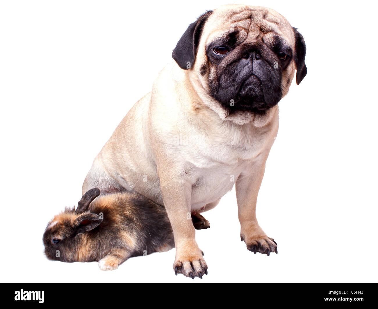 Very sad pug and rabbit isolated on a white background Stock Photo - Alamy
