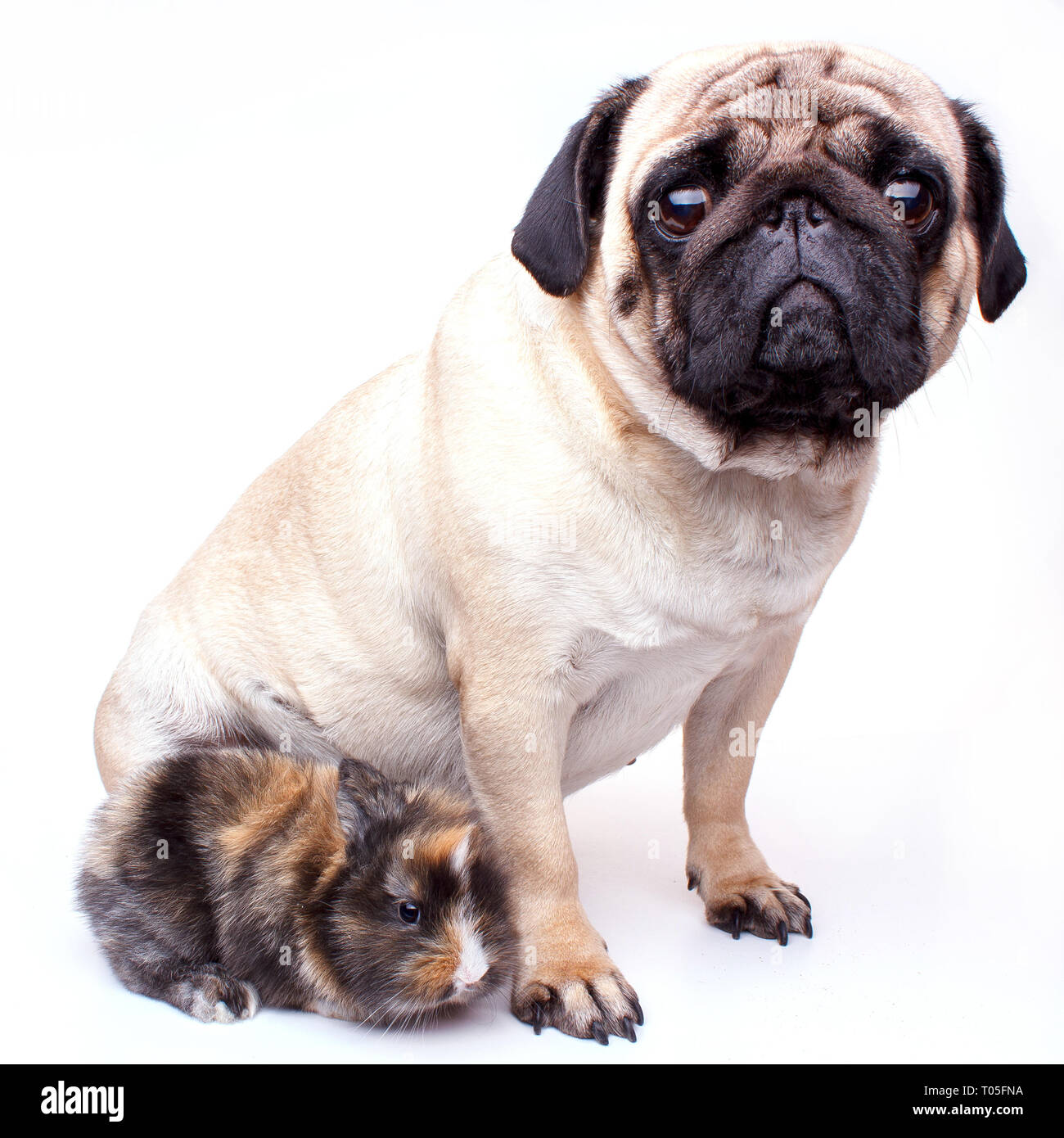 Very sad pug and rabbit isolated on a white background Stock Photo - Alamy