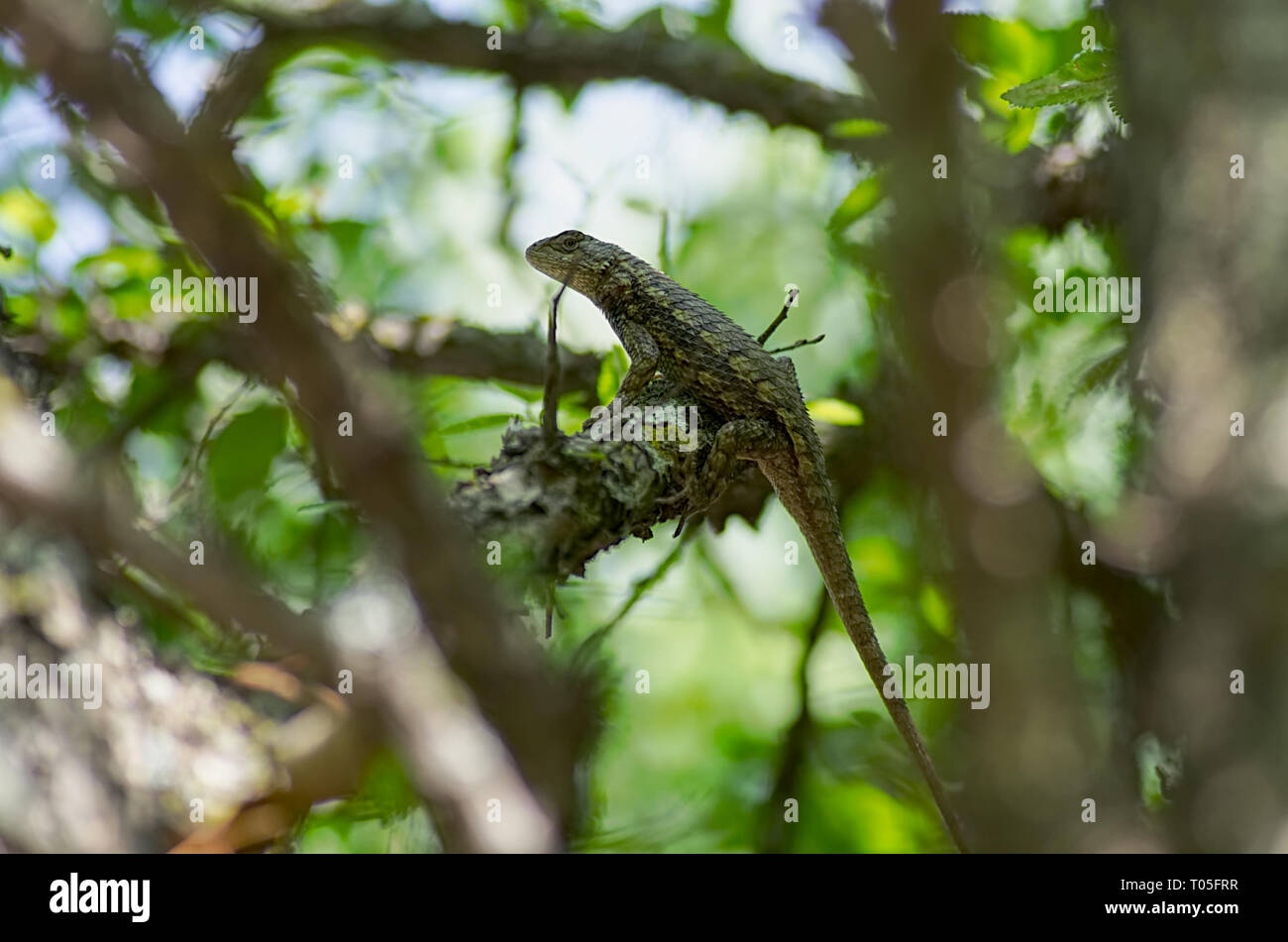 Texas tree lizard hi-res stock photography and images - Alamy