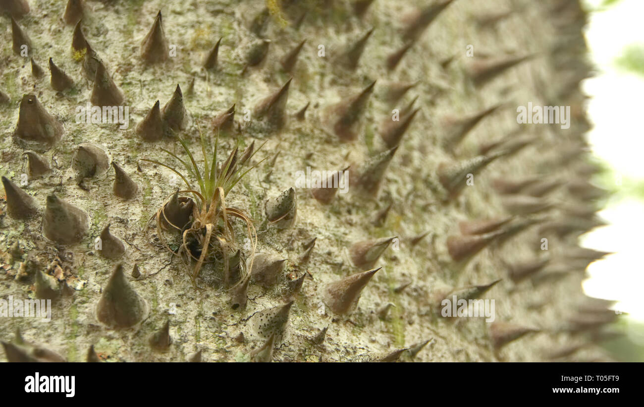 Tiny plant growing amidst thorns on a spiky coke-bottle tree Stock ...