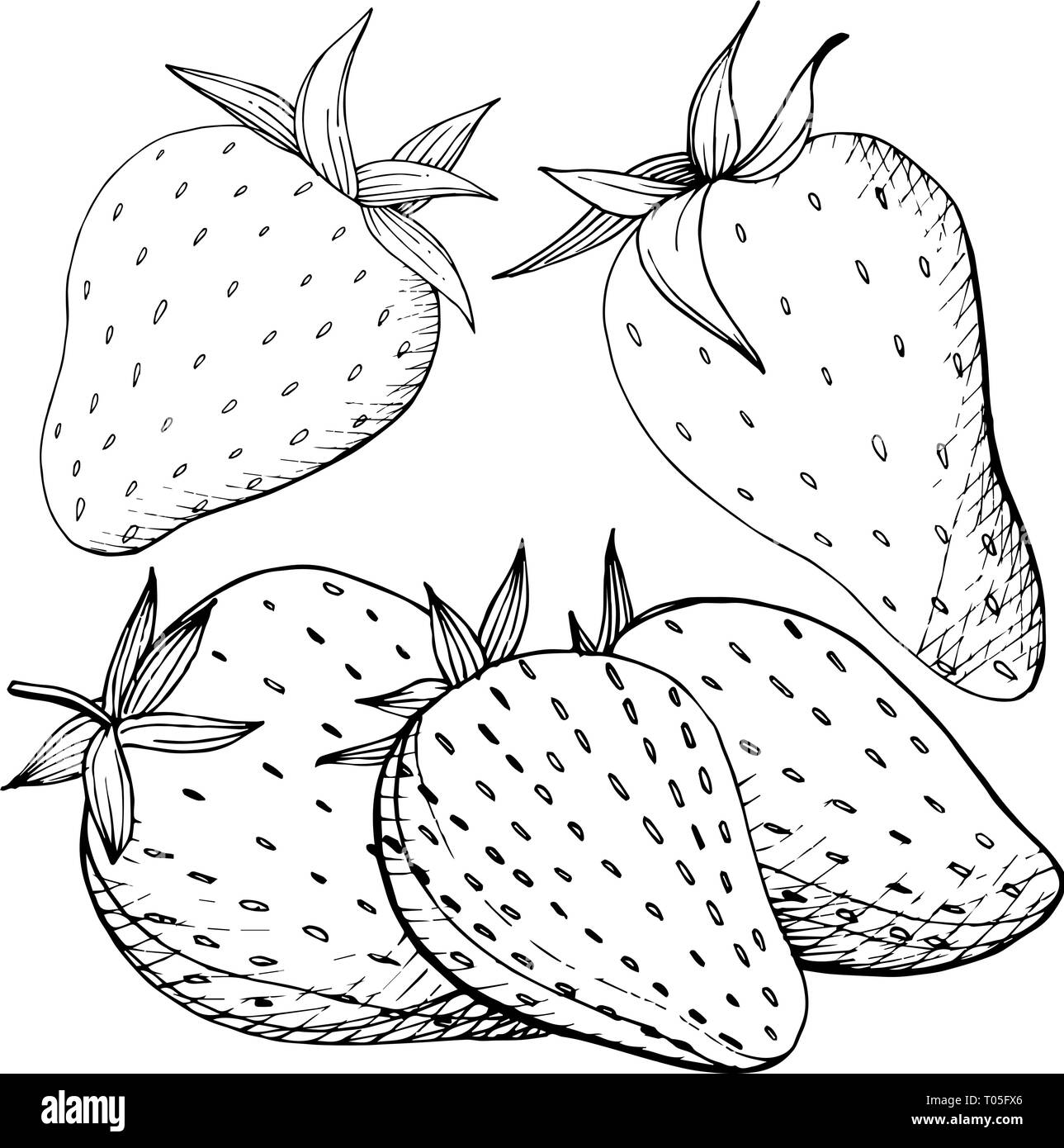 Vector Strawberry healthy food. Black and white engraved ink art ...