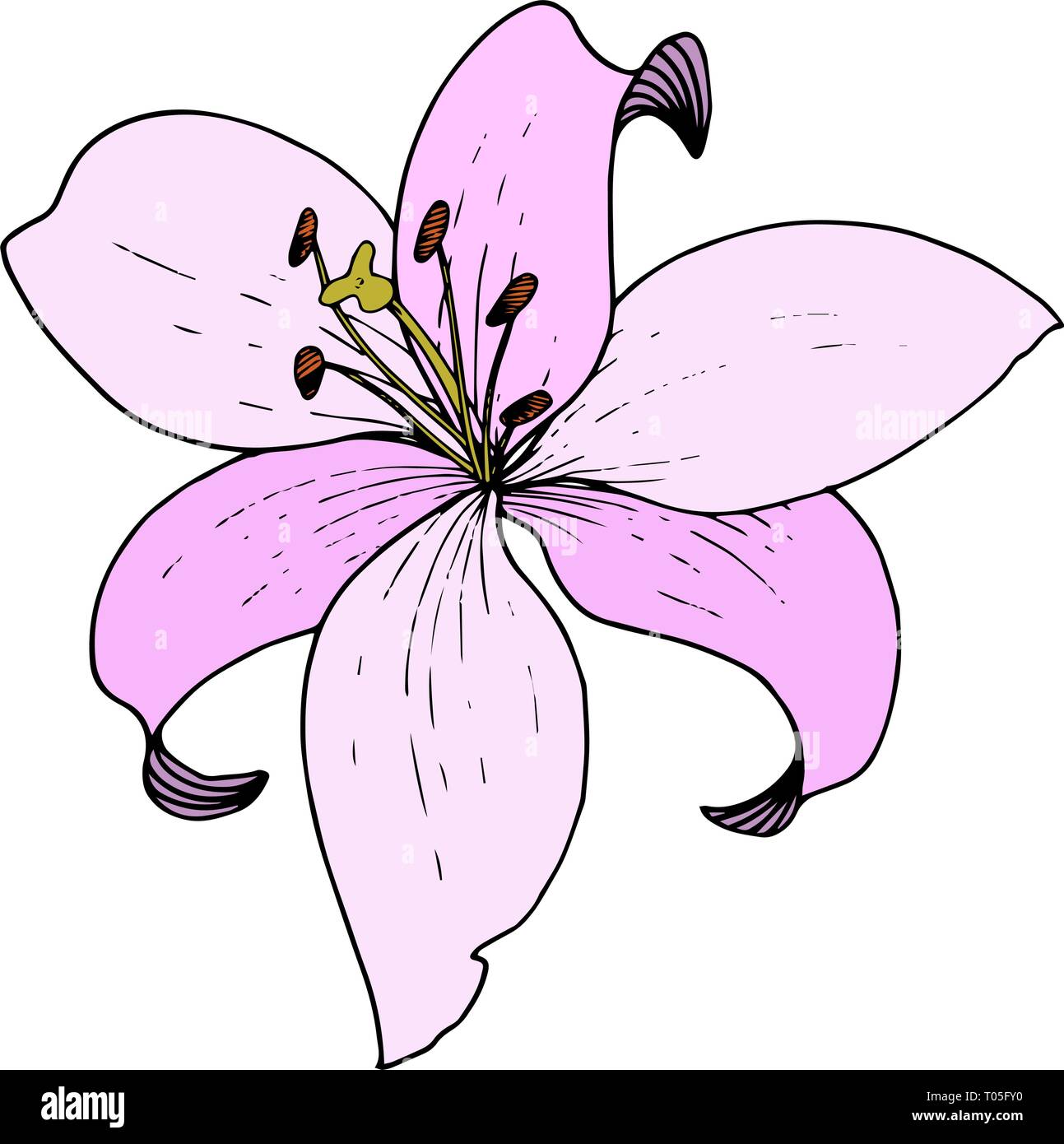 Vector Pink Lily floral botanical flower. Engraved ink art. Isolated ...
