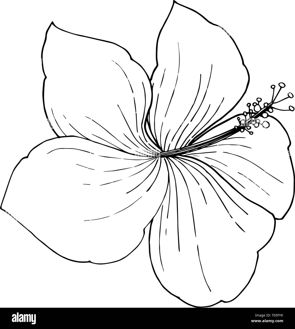 Vector Hibiscus floral tropical flowers. Black and white engraved ink art. Isolated hibiscus ...