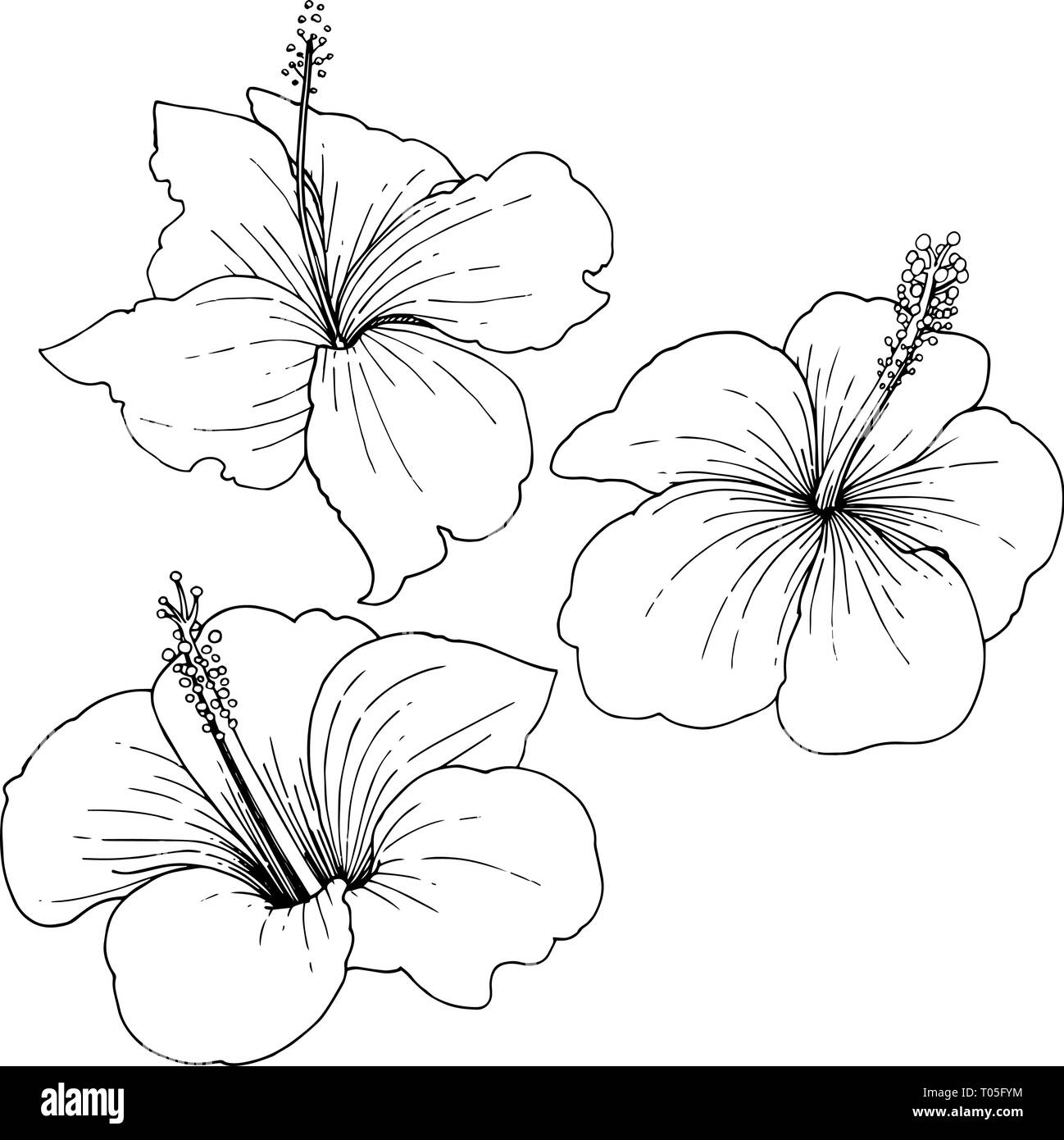 Vector Hibiscus floral tropical flowers. Black and white engraved ink art. Isolated hibiscus ...
