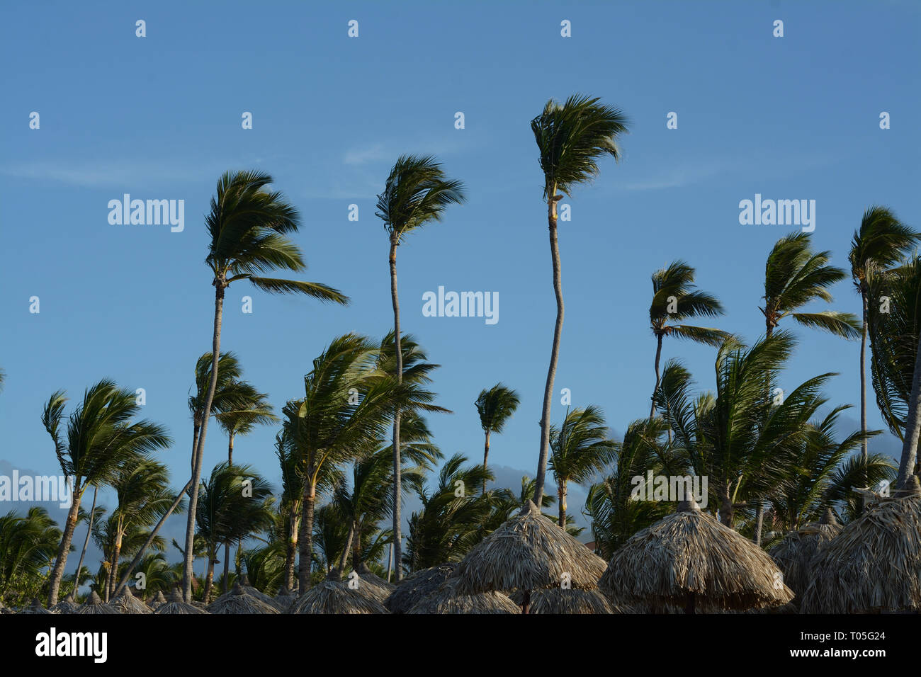 Windy palms hi-res stock photography and images - Alamy