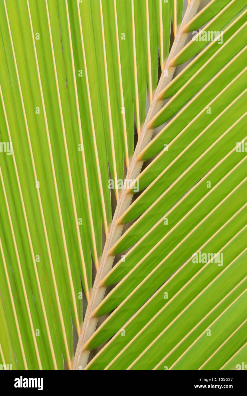 Leaf ribbing hi-res stock photography and images - Alamy