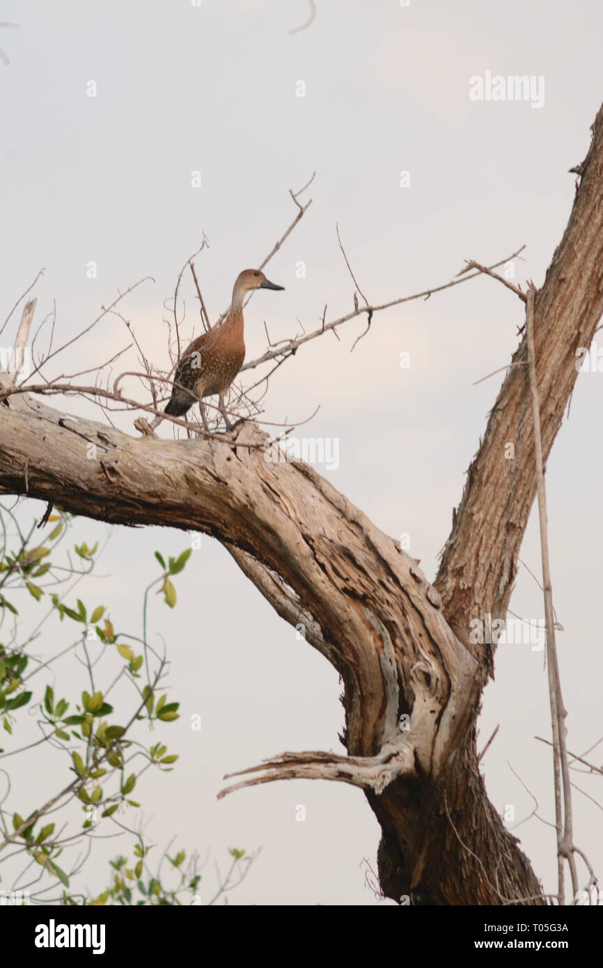 Caribbean dominican republic black bird hi-res stock photography and ...