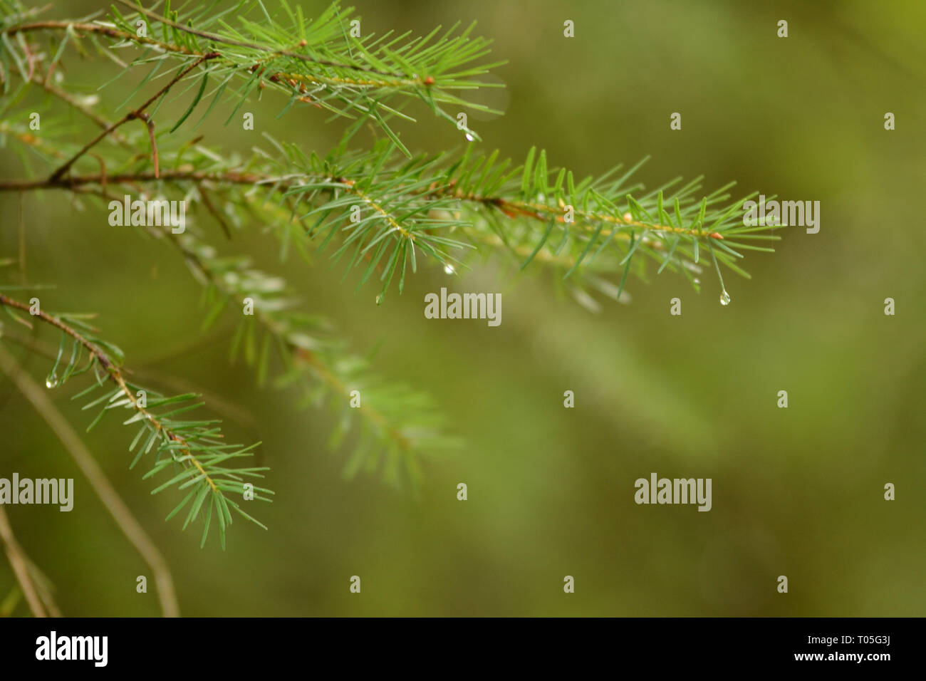 Tree drop water hi-res stock photography and images - Alamy