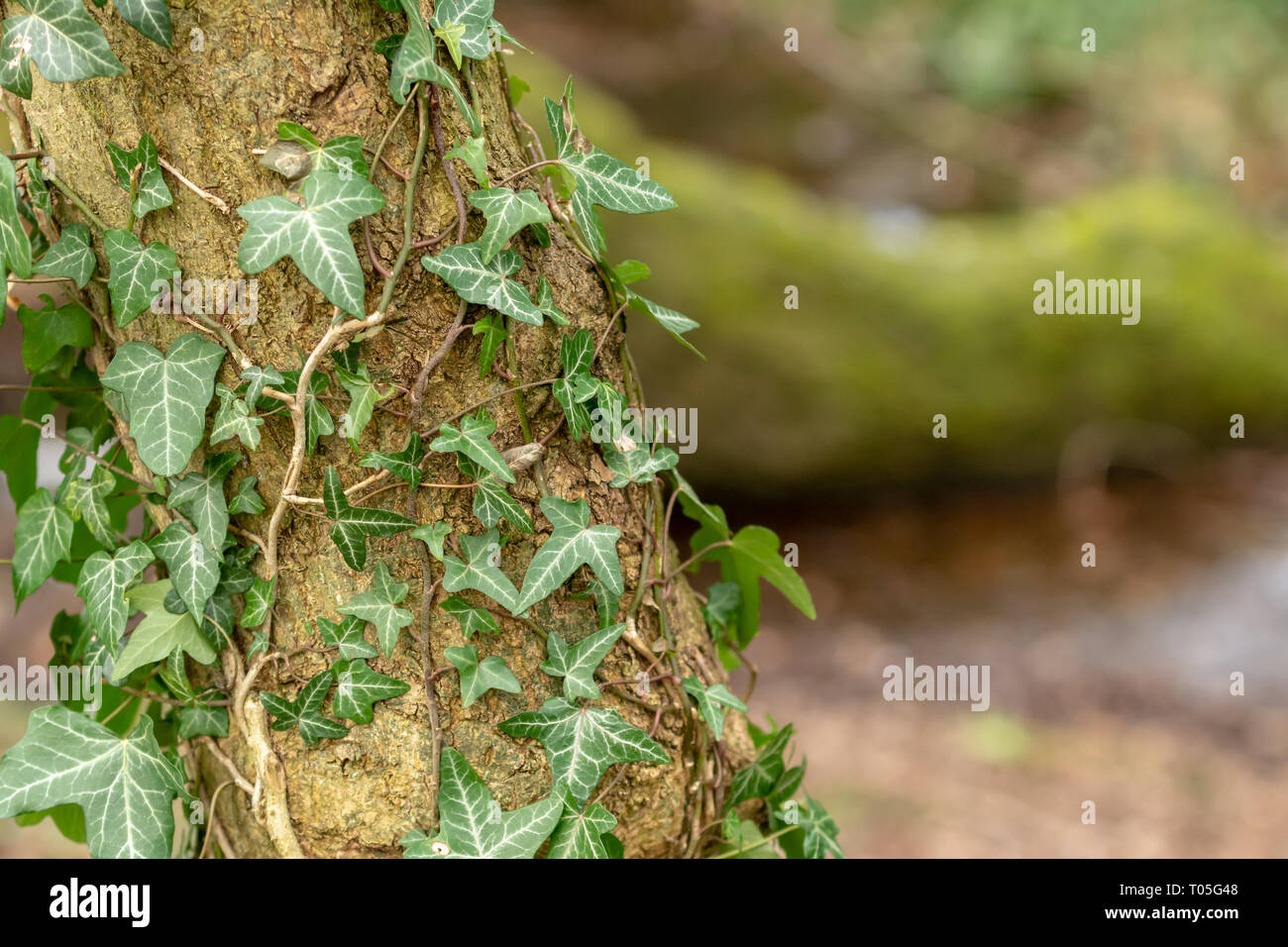 Ivy on the tree hi-res stock photography and images - Alamy
