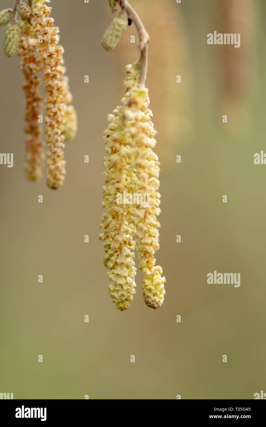A close up shot of Catkin seed pods hanging from a tree branch Stock ...