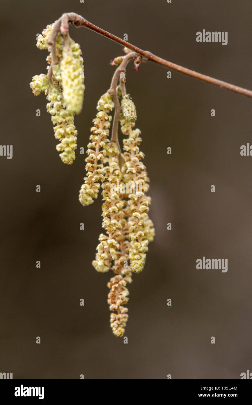 A detailed macro close up shot of catkin seed pods against a dark ...