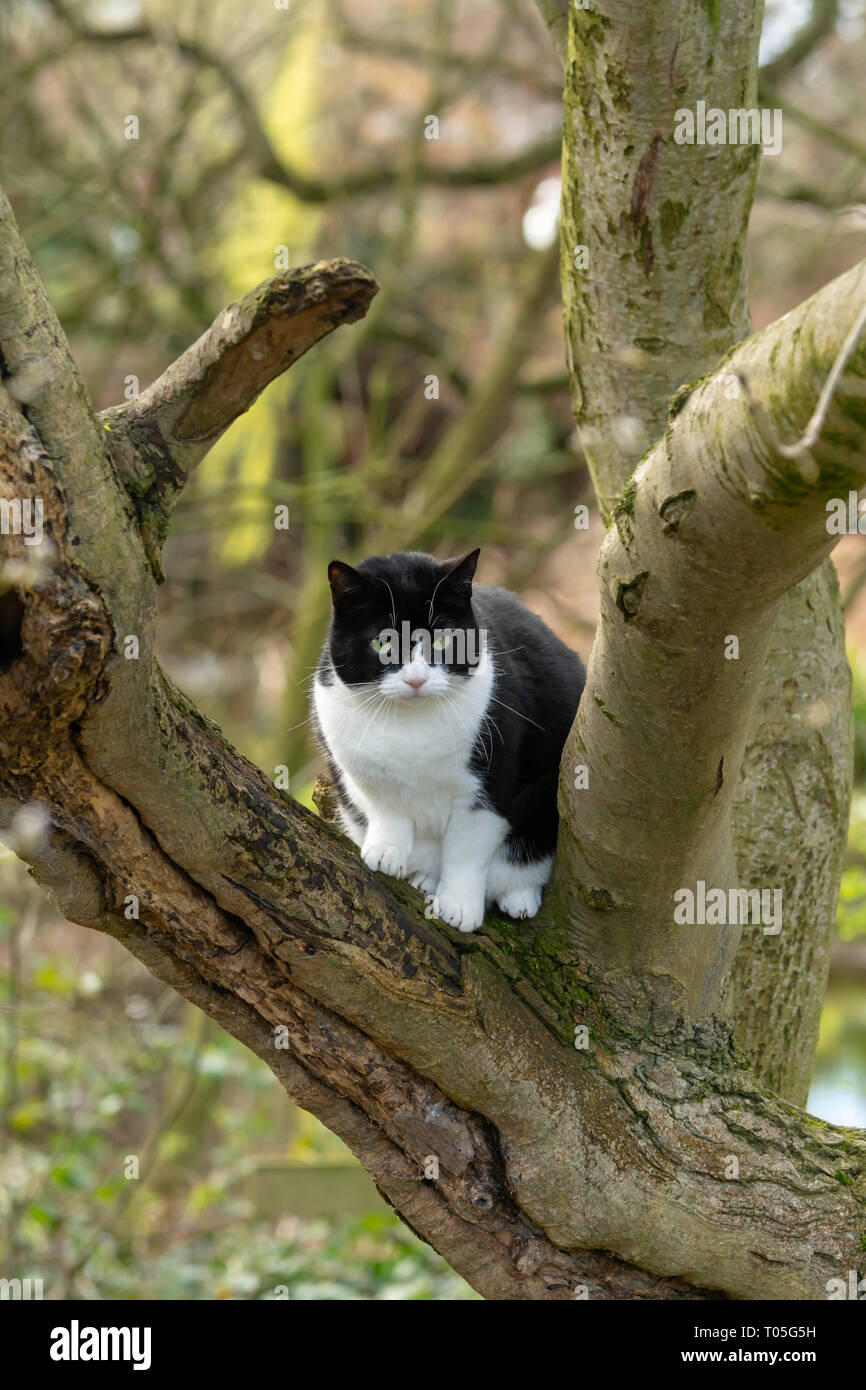 Feral tomcat hi-res stock photography and images - Alamy