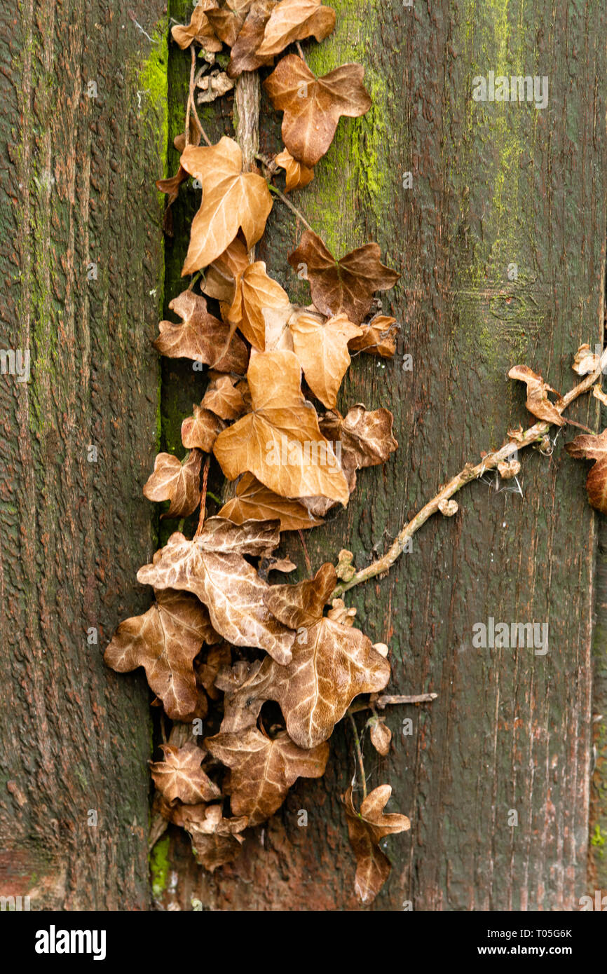 Dying brown ivy leaves in autumn on a wooden fence panel with patches ...