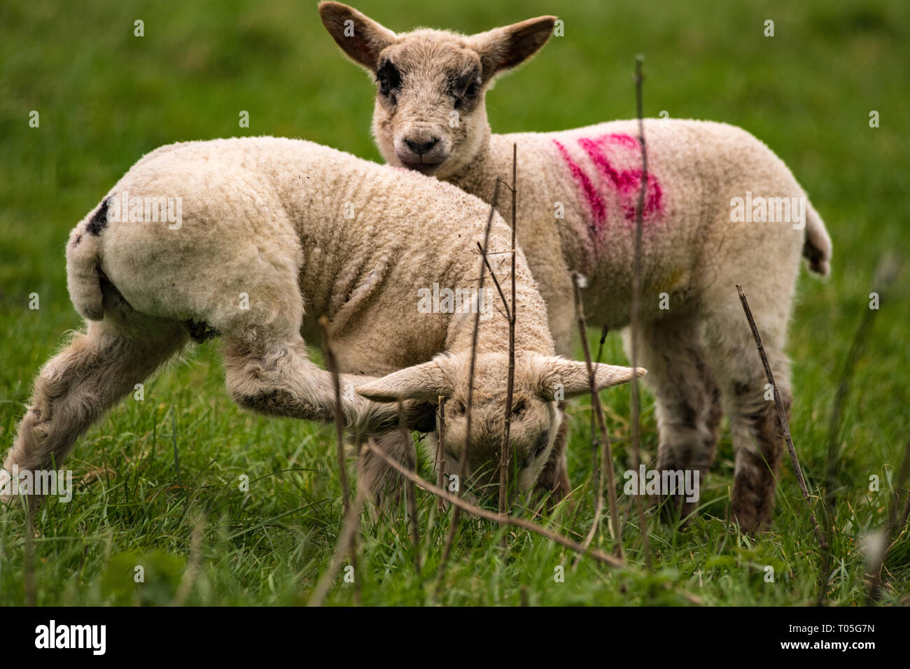 Lambs close hi-res stock photography and images - Alamy