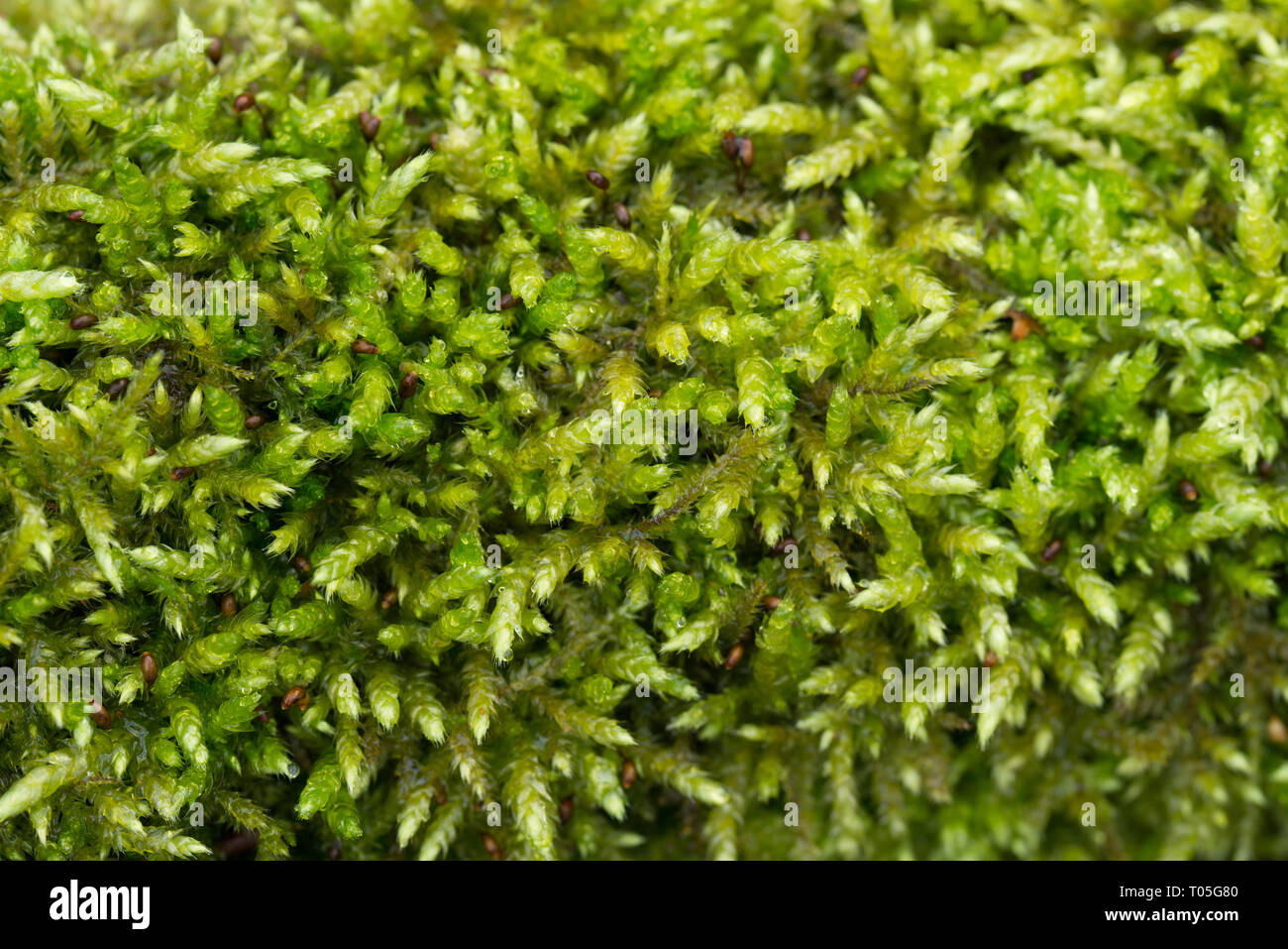 wet green moss macro background Stock Photo - Alamy