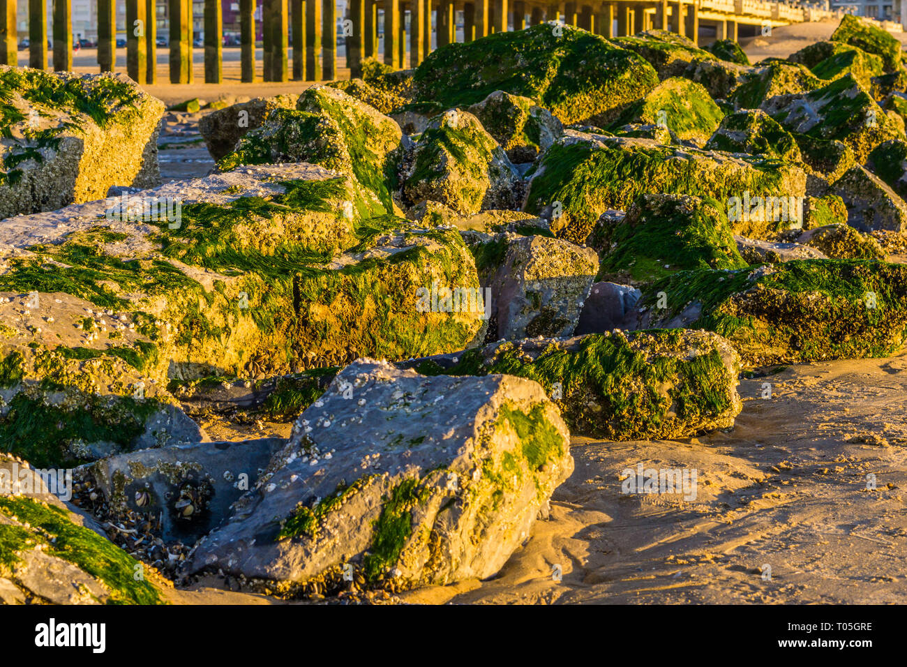 Rocks covered with seaweed hi-res stock photography and images - Alamy