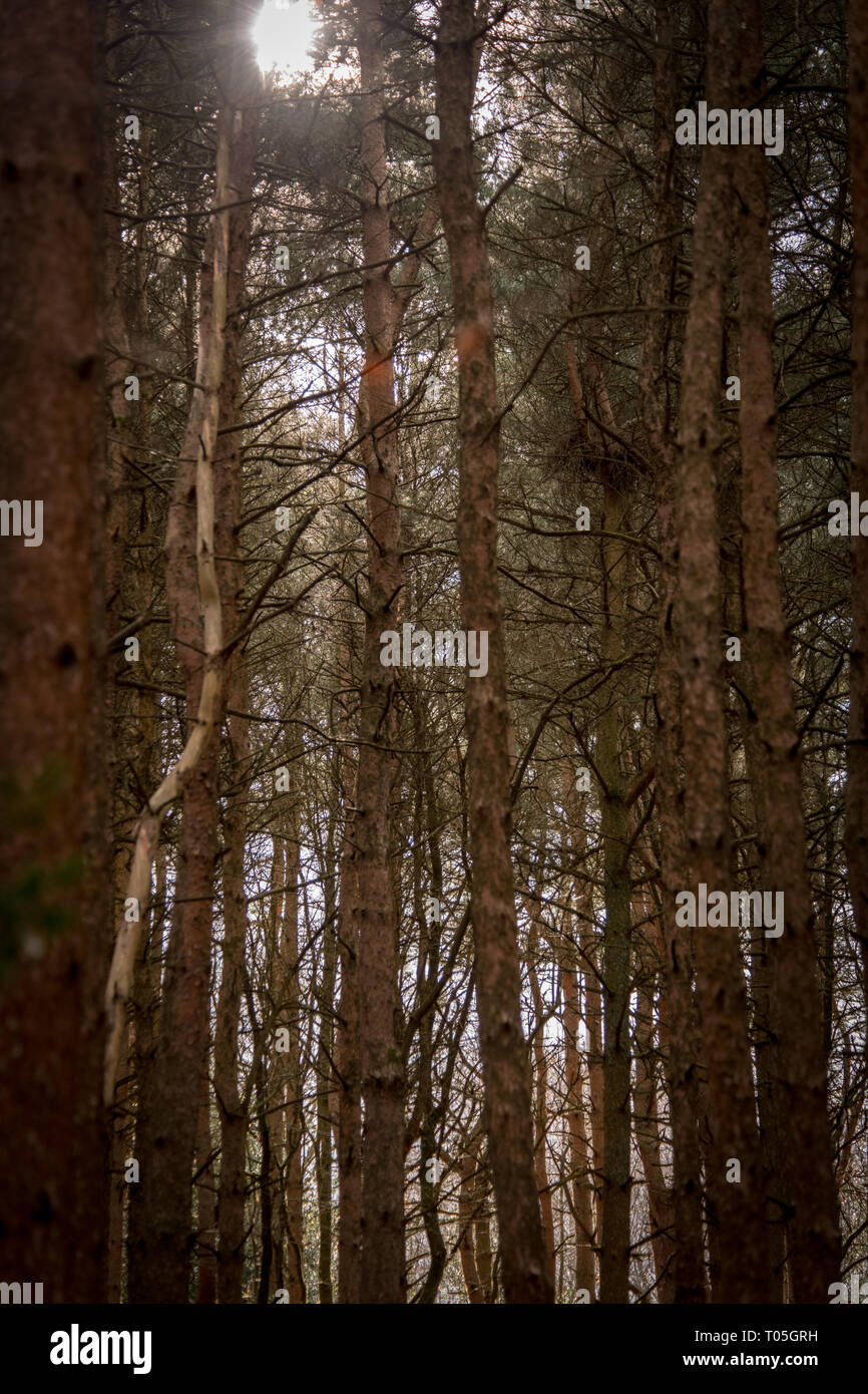 Sun setting through pine trees hi-res stock photography and images - Alamy
